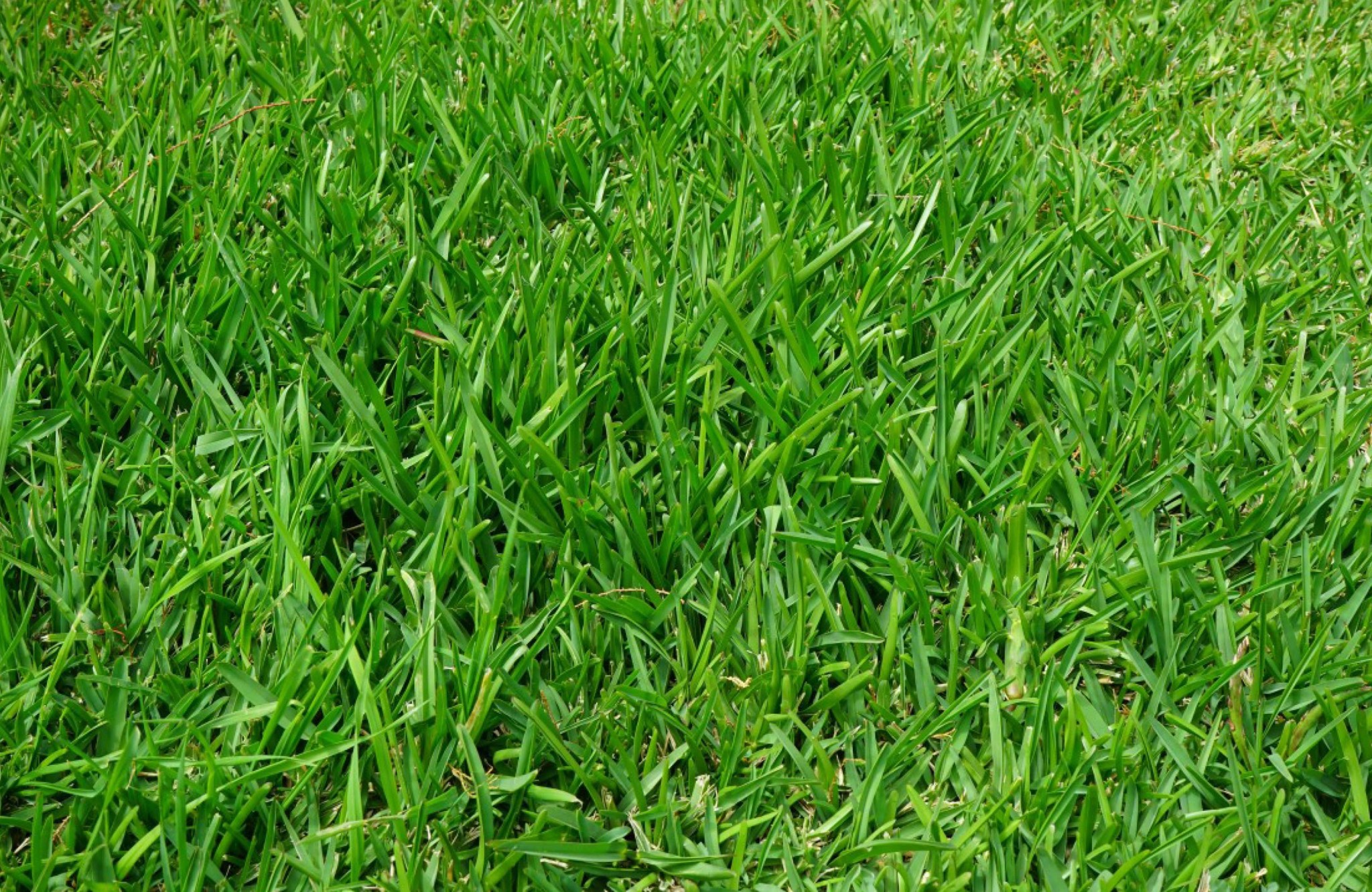 Grama Fina Panamá | El mejor pasto para climas tropicales